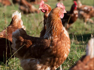 About English Label - English Label